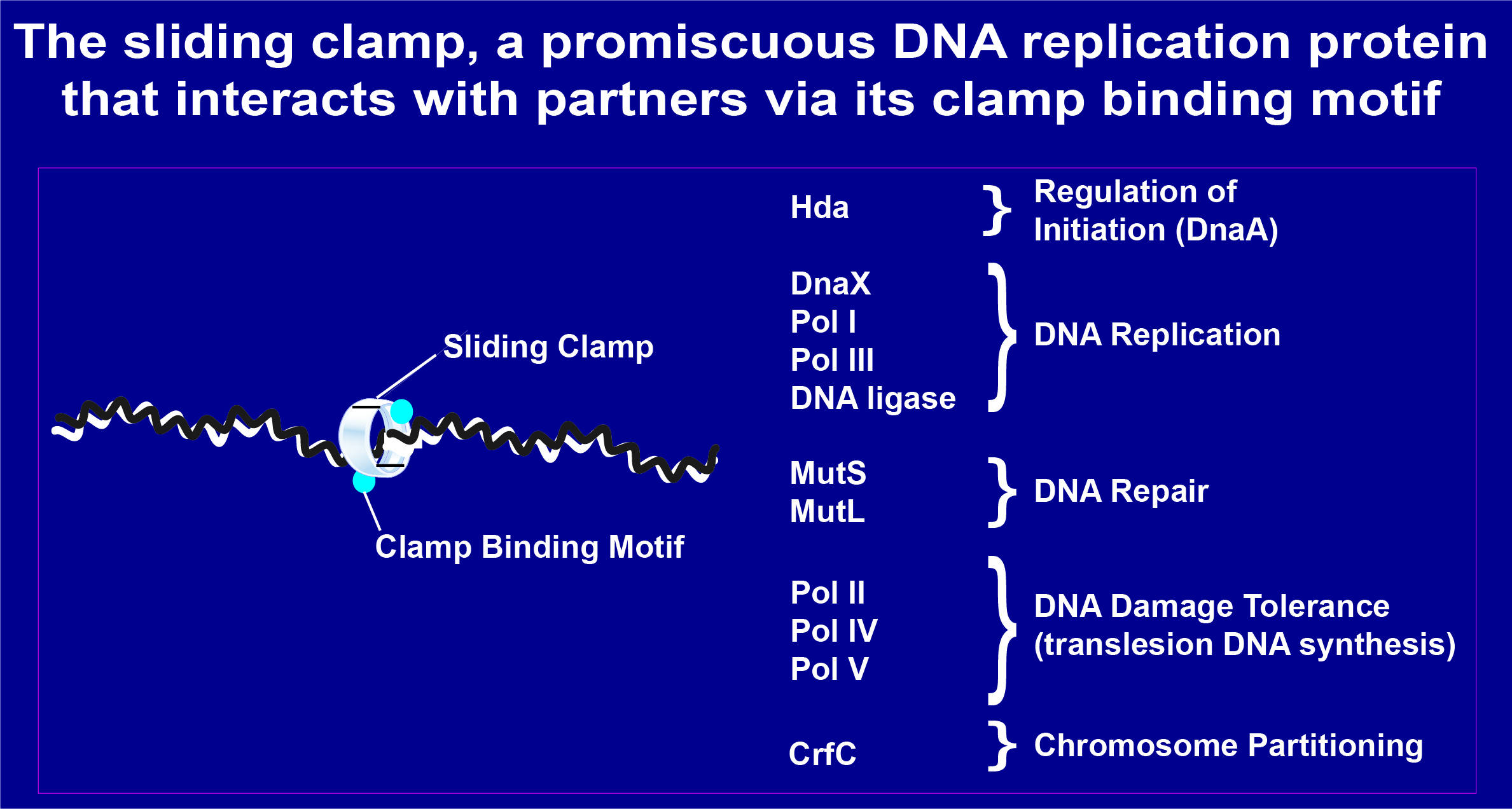 The sliding clamp: a promiscuous DNA replication protein - Biochemistry ... The sliding clamp: a promiscuous DNA replication protein - Biochemistry ...